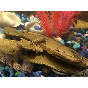 10 MALAYSIAN TRUMPET SNAILS ALGAE EATERS LIVE FRESHWATER AQUARIUM SNAILS MTS