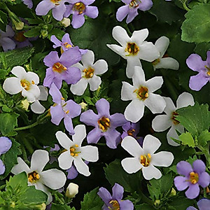 Outsidepride Bacopa Utopia Fuseables Garden Flower & Ground Cover Plant Seed - 20 Seeds