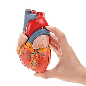 RONTEN Human Heart Model, Heart Model, 2-Part Life Size Anatomically Accurate Numbered Heart Medical Model, Held Together with Magnets on Base