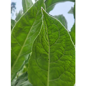 1000 Great Mullein Seeds (Verbascum Thapsus)