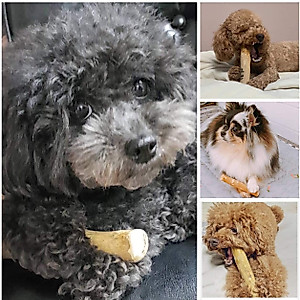 Pet Full House WoofWood Dog Chew Sticks
