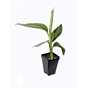 Manzano "Apple" Banana Plant - RARE - Live Banana TreeRARE