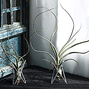 4 Packs Airplant Plants Holder Metal Base Geometric Air Plants Stand Tabletop Air ferns Planter Rack White Tillandsia Display Containers Himmeli Decor .
