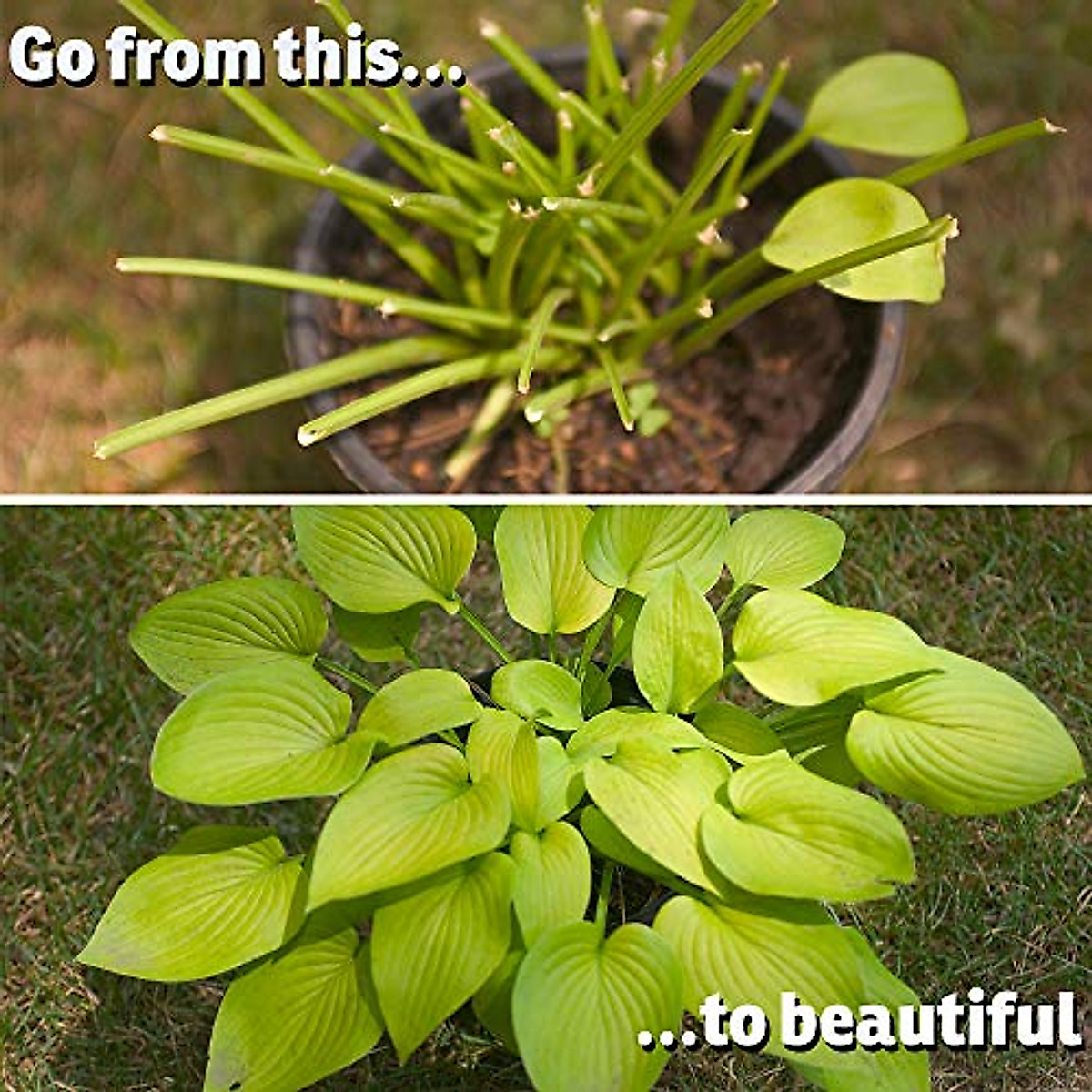 I Must Garden Deer Repellent: Spice Scent Deer Spray for Gardens & Plants – Natural Ingredients – 1 Gallon Ready to Use Refill