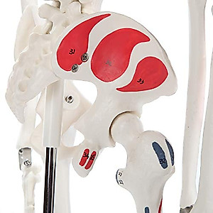 Anatomy Lab Half Life Size Painted and Numbered Human Skeleton Model, 35" Anatomical Replica with Muscle Insertion and Origin Points, Removable Skull Cap & Jaw, Durable Stand for Display and Study