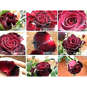 Portal Cool Fd3885 True Blood Rose Bush Seeds Rare Seed Lover Gift Seed Garden ~20 Seeds~ ?