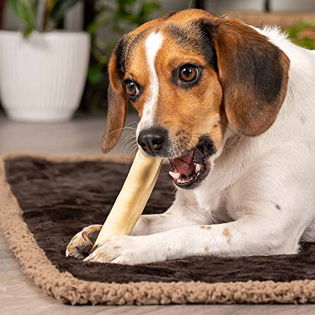 Pet Factory American Beefhide 5" Chip Rolls Dog Chew Treats - Natural Flavor, 50 Count/1 Pack