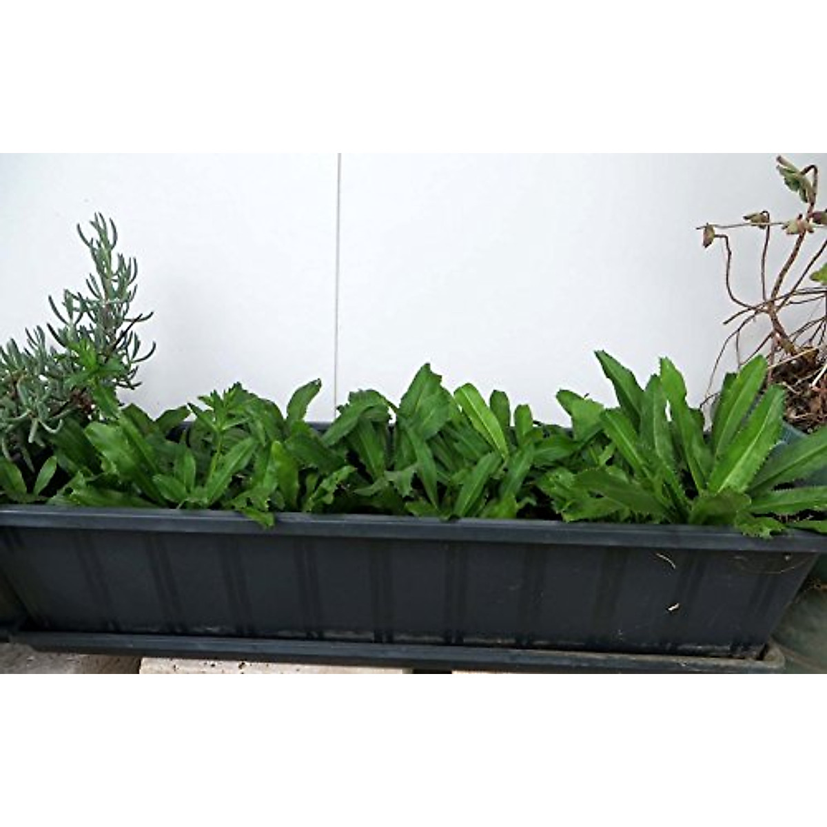 1000 Premium Organic Culantro - NGO GAI - Mexican Coriander - Thai Parsley - Recao - Seeds by Happy Seeds & Garden