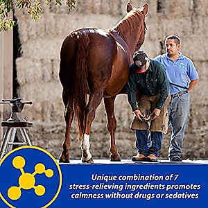 Farnam Quietex II Horse Calming Supplement Paste for Horses, Helps manage nervous behavior and keep horses calm & composed in stressful situations, 32.5 ml syringe