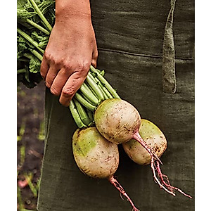 Burpee Watermelon Radish Seeds 300 seeds