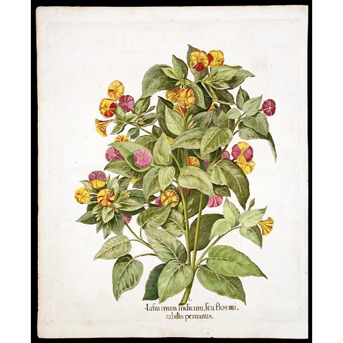 [Variegated yellow-four-o'clock] Jasminum Indicum, seu flos mirabilis peruanus