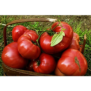 75+ Pink Brandywine Heirloom Tomato Seeds