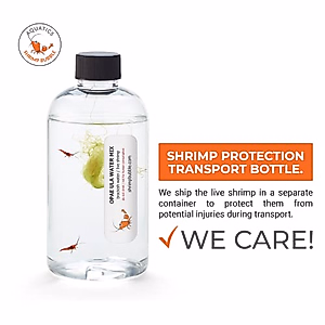 Shrimp Bubble Self-Sustaining Ecosystem - Natural. Contains Live Opae Ula Shrimp