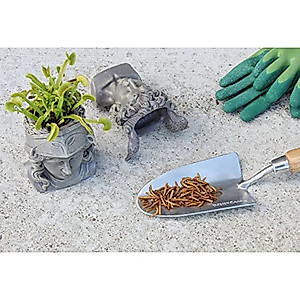 Carnivorous Plant Food Dried Mealworms (1oz), for Feeding Carnivorous Plants (Venus Fly Trap, Pitcher Plant, Sundews, Etc.)