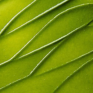 Kate Somerville ExfoliKate Intensive Exfoliating Treatment – Salicylic Acid and Lactic Acid Super Facial Scrub Improves Texture and Pores, 0.5 Fl Oz