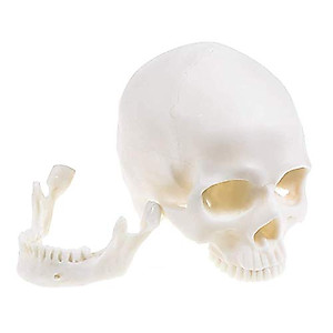 Thuepak Human Bones Skull Anatomy Model Resin Life Size Skeleton Heads Replica for Science Education Gift Decoration Halloween Christmas