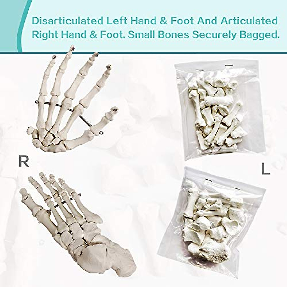 2023 Newest Human Model of Skeleton for Anatomy 67“ High with 200+ Bones Structures,Scientific Disarticulated Human Model of Skeleton Bundle for Anatomy, Full Size Male Skeleton Models with Poster,Skull, Bones, Articulated Hand & Foot