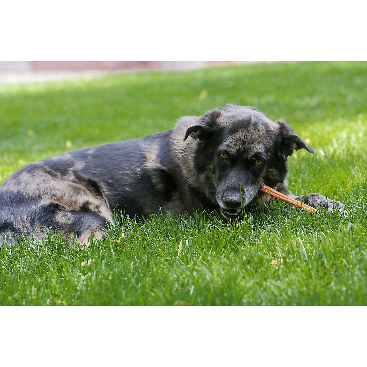 Top Dog Chews - Thick 12 Inch Bully Sticks, 100% Natural Beef, Free Range, Grass Fed, High Protein, Supports Dental Health & Easily Digestible, Dog Treat, 10 Pack