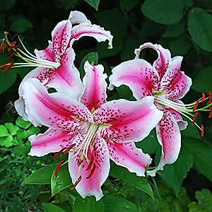 5 Stargazer Lily Bulbs for Planting Perennial, Lily Bulbs for Spring Planting, Lilies Flower Bulbs Outdoors Garden