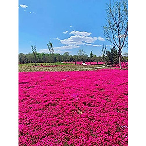 3000+ Mix Creeping Thyme Seeds for Planting, Thymus Serpyllum Heirloom, Ground Cover Plants Easy to Plant and Grow, Blue, Purple, White, Red, Green, Yellow Flowers