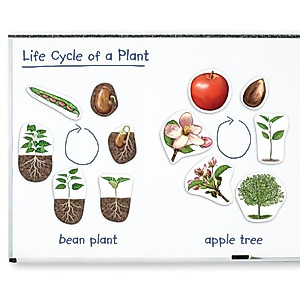 Learning Resources Giant Magnetic Plant Life Cycle - 12 Pieces, Science Exploration Activities for Kids, Homeschool and Classroom Science Supplies