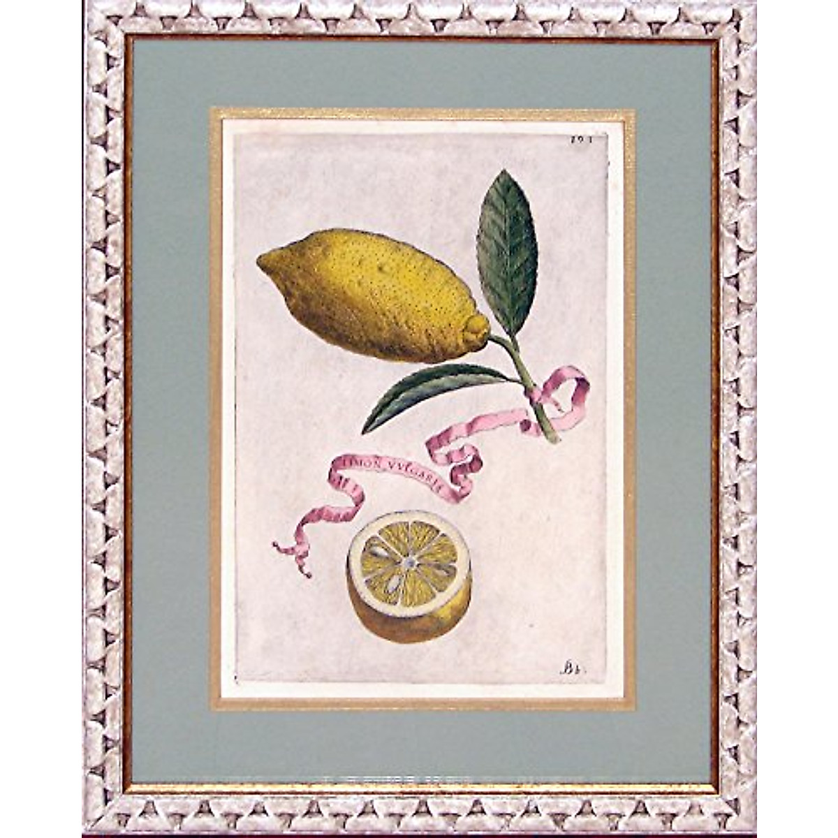 Plate 193: Limon Vvlgaris