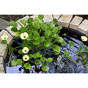 Floating Plants for Water Gardens and Ponds (Water Poppy)