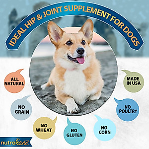 NUTRACHEWZ Grain Free Hip & Joint Supplement for Dogs with Organic Hemp Oil, Glucosamine Chondroitin, Turmeric, MSM, Green Lipped Mussel for Arthritis, Pain Relief, Mobility All Natural - 120 Chews