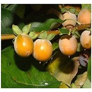 Date Plum Persimmon Fruit Tree, 30+ Tree Seeds, Exotic & Rare, 80% Germination, (Isla's Garden Seeds), Non GMO & Heirloom Seeds, Scientific Name: Diospyros Lotus