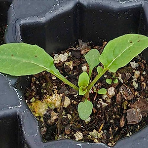 Seed Needs, Showy Evening Primrose Seeds - 6,000 Seeds for Planting Oenothera speciosa - Pink Blooms, Attracts Butterflies/Pollinators (2 Packs)