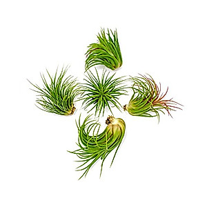 Ionantha Tillandsia Air Plants Live Indoor Plants (5PK), Air Plant Terrarium Plants Live Houseplants, Live Plants Indoor Plant Kit, Easy Care Plants for Air Plant Holder or Garden by Plants for Pets