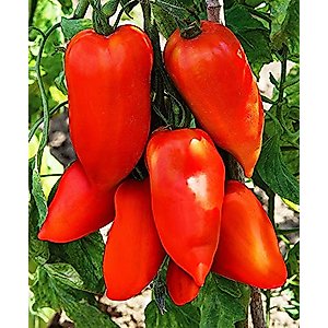Unique Pepper-Look Tomato Vegetable Garden Seeds for Planting About 40 Seeds