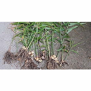 JAMAICAN GINGER - Zingiber officinale-Grow Your own,Grow Indoors or Outdoors(1 Pound)