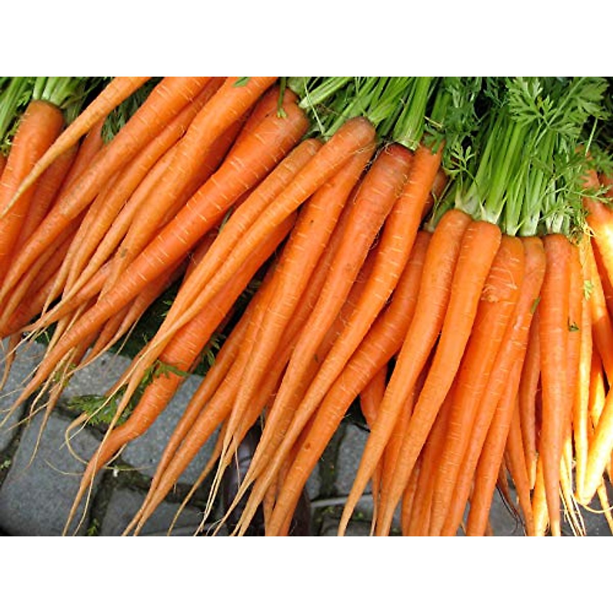 Gaea's Blessing Seeds - Carrot Seeds - Tendersweet - Non-GMO Seeds with Easy to Follow Planting Instructions - Heirloom Net Wt. 1.5g Germination Rate 91%