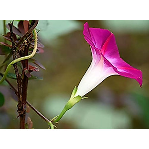 200+ Morning Glory Seeds for Planting, Mixed Color Ipomoea Nil Seeds Heirloom Vine, High Germination Rate Open Pollinated Seeds Wonderful Gardening Gifts