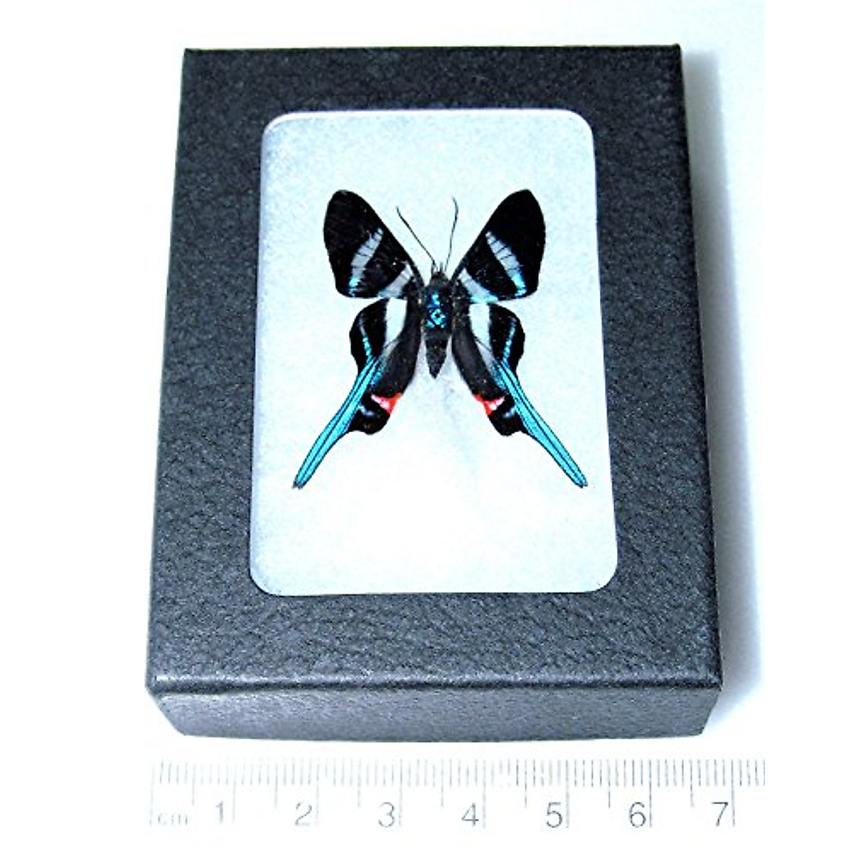 BicBugs Rhetus arcius Real Framed Butterfly Blue Peru