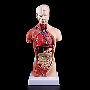 Human Torso Body Model Anatomy Anatomical Internal Organs for Teaching