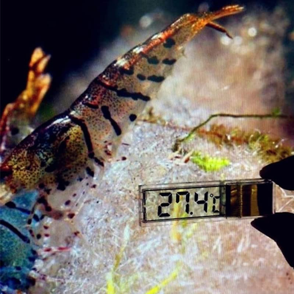 Acxico 2Pcs LCD 3D Digital Electronic Temperature Measurement Fish Tank Temp Meter Aquarium Thermometer Temperature Control Accessories