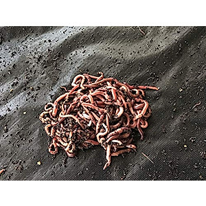 Worms Red Wiggler Composting 2 Pounds