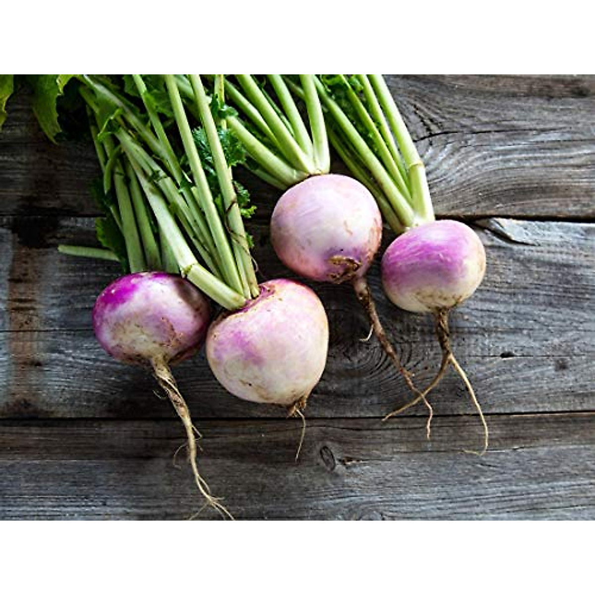 Purple Top Turnip Seeds for Planting, 1000+ Heirloom Seeds Per Packet, (Isla's Garden Seeds), Non GMO Seeds, Botanical Name: Brassica rapa subsp. rapa, Great Home Garden Gift