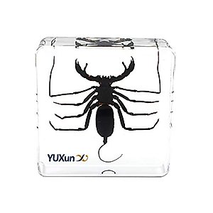 Real Animal Insect Whip Scorpion Specimen Paperweight Typopeltis Niger Taxidermy Science Classroom Specimen for Science Education