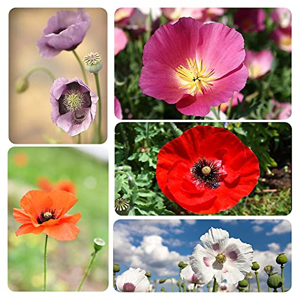 10000+ Mix Color California Poppy Flower Seeds for Planting Open-Pollinated Non GMO, Year Round Planting (Pink, Red, White, Yellow)