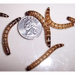 The Mad Jungle TM 100 Live Large 2 Inch Superworms Live Arrival Guaranteed