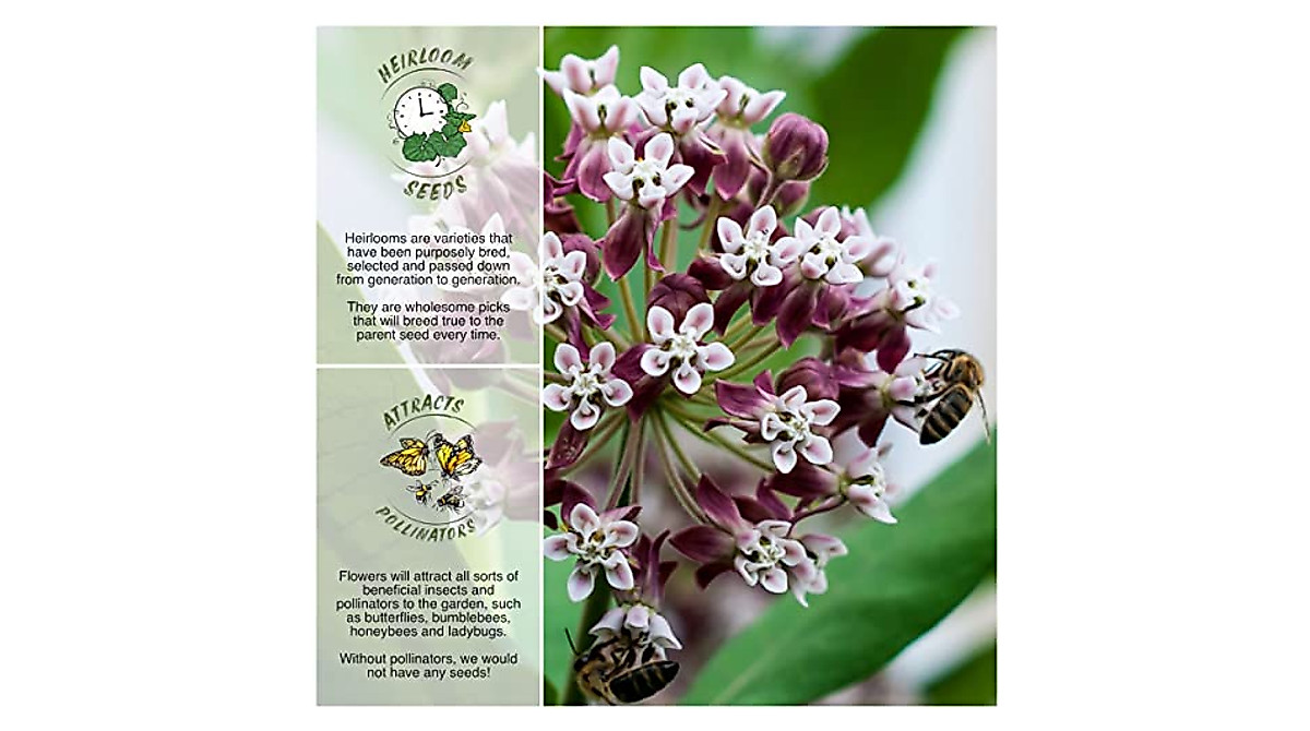 Pink Common Milkweed Seeds | Attract Monarch Butterflies & Pollinators