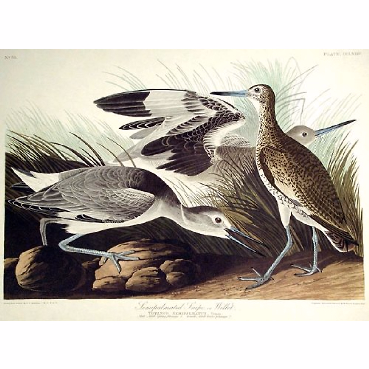Semipalmated Snipe or Willet. From"The Birds of America" (Amsterdam Edition)