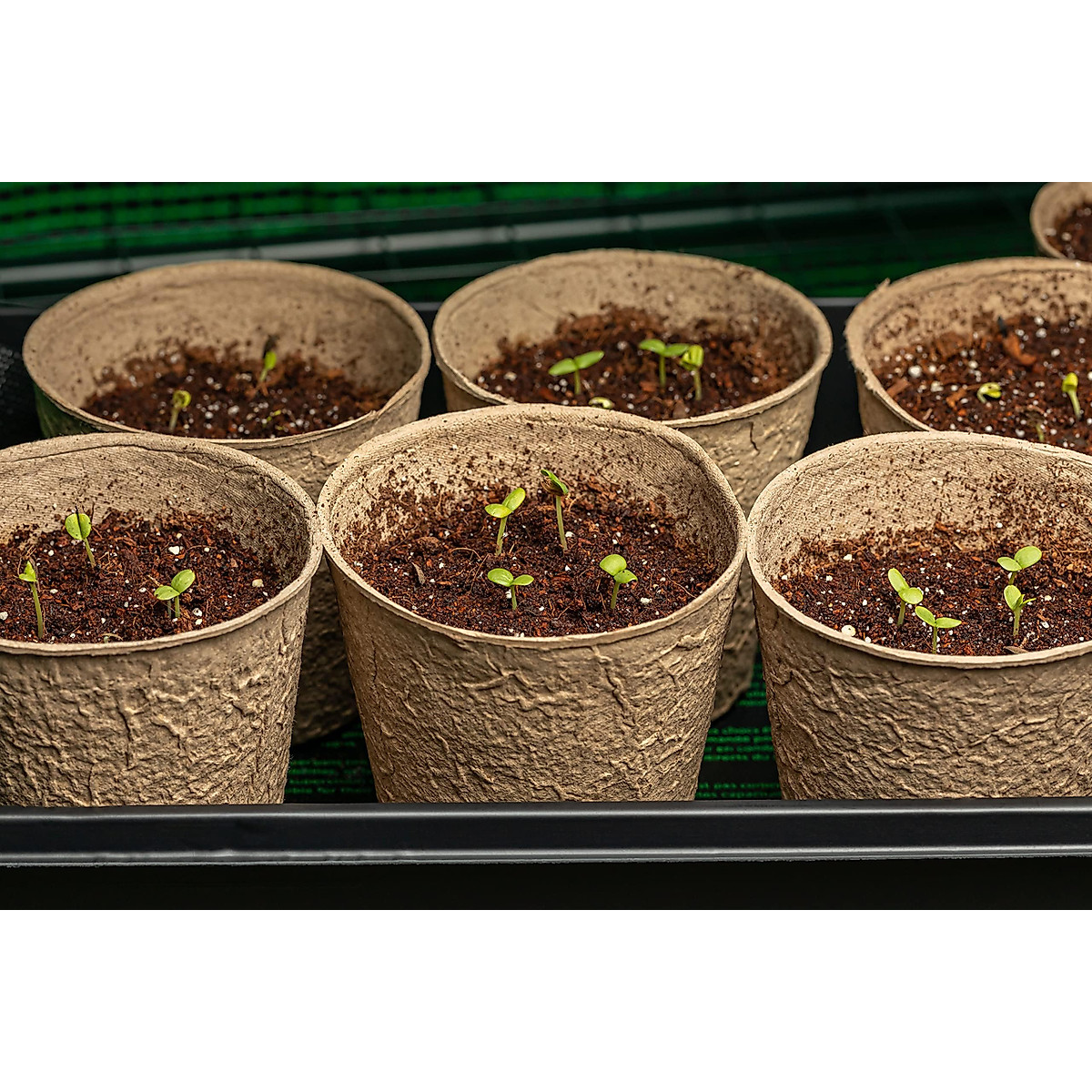 250 California Giants Zinnia Seeds for Planting - Heirloom Non-GMO USA Grown Premium Flower Seeds - Mix of Red, Orange, Yellow, White, Pink, and Purple Flowers - Attracts Butterflies by RDR Seeds