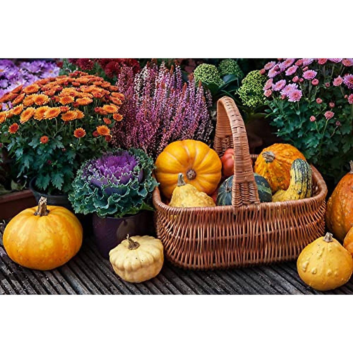"Large Gourd Mix" Squash Seeds for Planting, 25+ Heirloom Seeds Per Packet, (Isla's Garden Seeds), Non GMO Seeds, Great Home Garden Gift, Decorative Squash Gourds