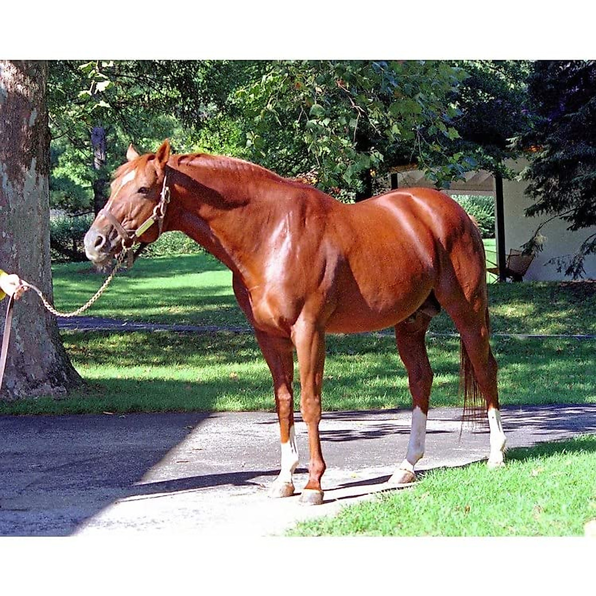 CafePress Secretariat Big Red Throw Blanket Super Soft Fleece Plush Throw Blanket, 60"x50"