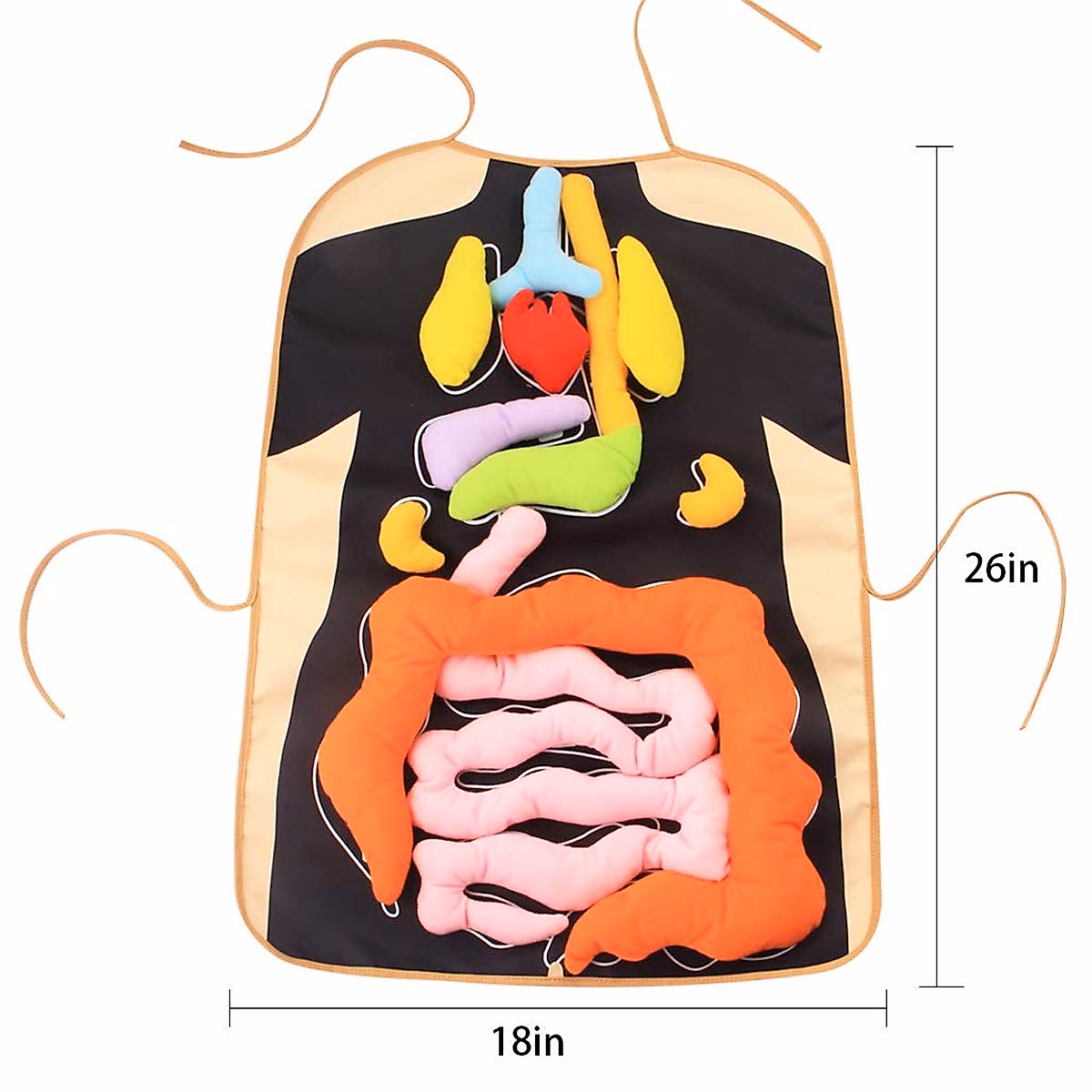 EDIONS 3D Organ Apron for Home Preschool Teaching Aid, Anatomy Apron Human Body Removabl Organs Apron for Kindergarten Kids Children Physiological Education Toy