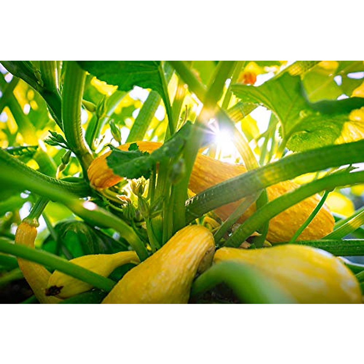 Crookneck Summer Squash Seeds for Planting, 30+ Heirloom Seeds Per Packet, (Isla's Garden Seeds), Non GMO Seeds, Botanical Name: Cucurbita moschata, Great Home Garden Gift